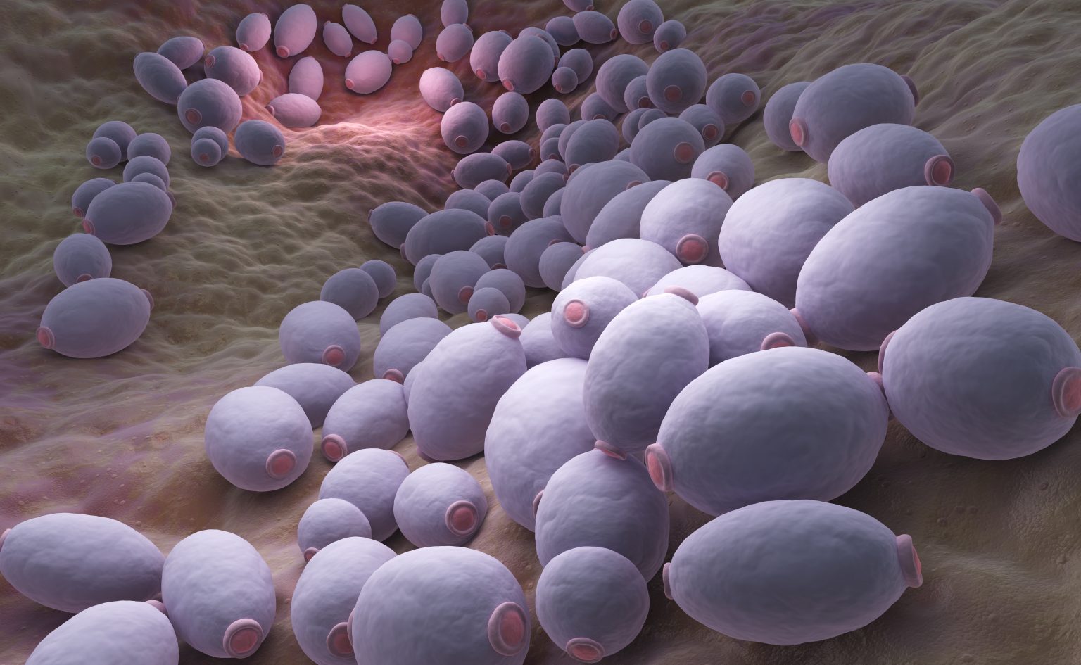 What is Candida? - Researched Nutritionals